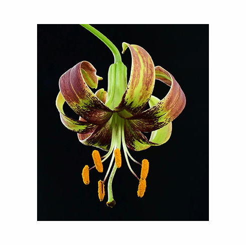'Lilium primulinum var. burmanicum' (Dark Form)