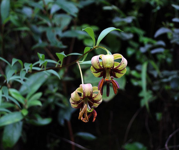 'Lilium primulinum var. ochraceum'