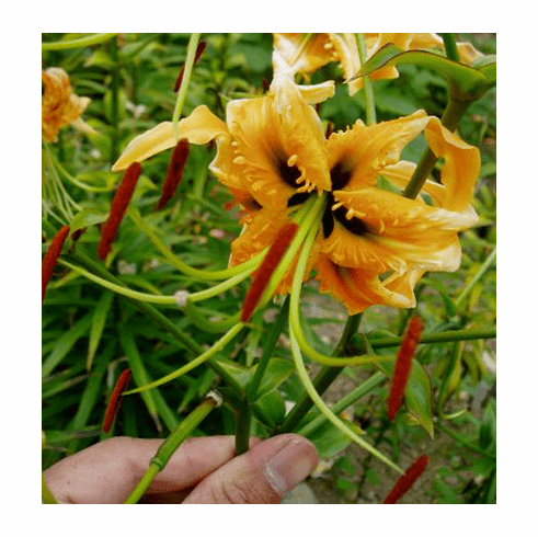'Lilium rosthornii'