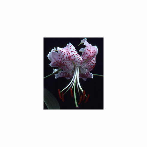 'Lilium speciosum rubrum'