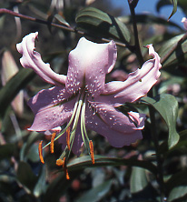 'Lilium speciosum rubrum'