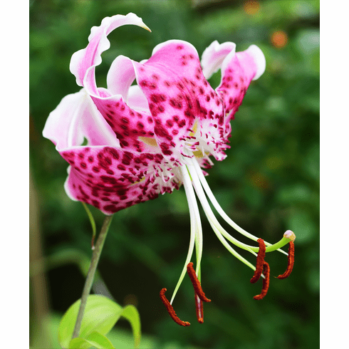 'Lilium speciosum rubrum'