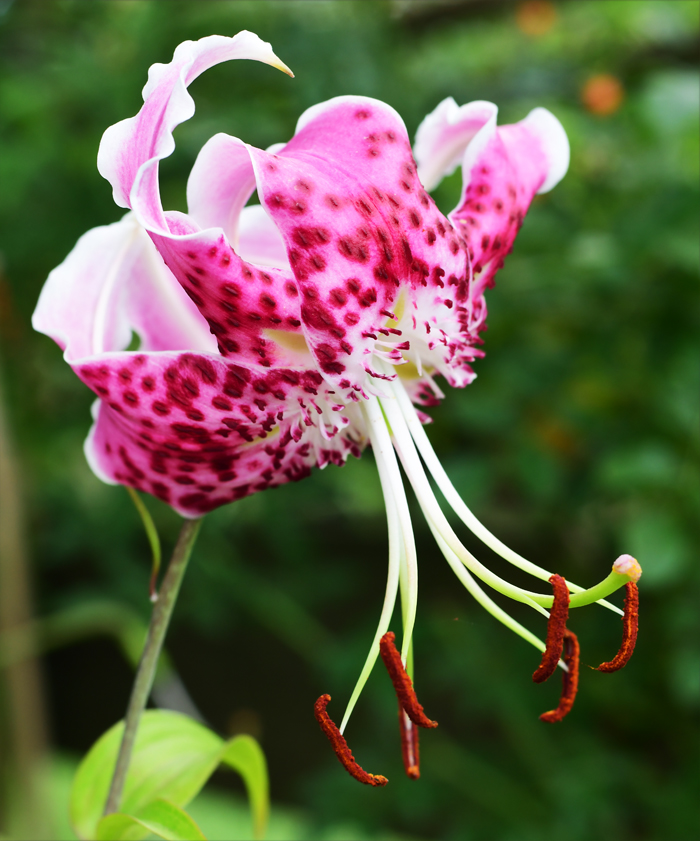 'Lilium speciosum rubrum'