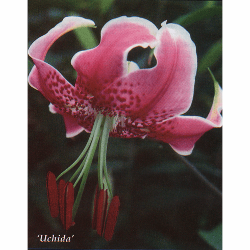 'Lilium speciosum rubrum 'Uchida'