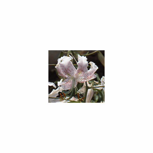 'Lilium speciosum rubrum 'Uchida'