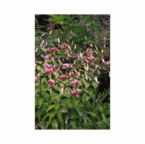 'Lilium speciosum rubrum 'Uchida'