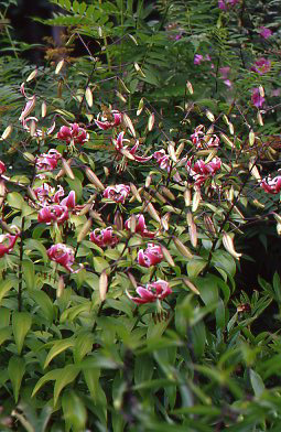 'Lilium speciosum rubrum 'Uchida'