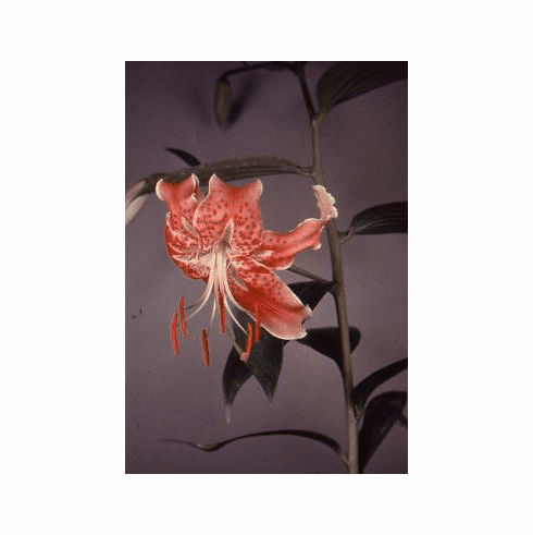 'Lilium speciosum rubrum 'Uchida'