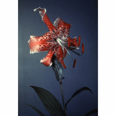 'Lilium speciosum rubrum 'Uchida'