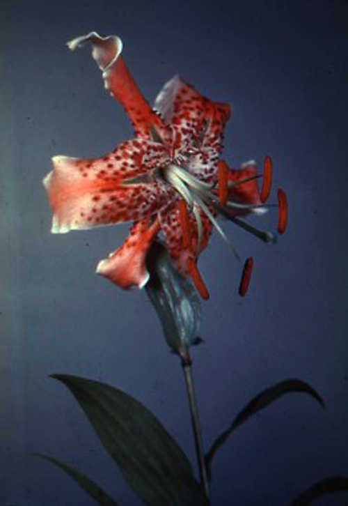 'Lilium speciosum rubrum 'Uchida'