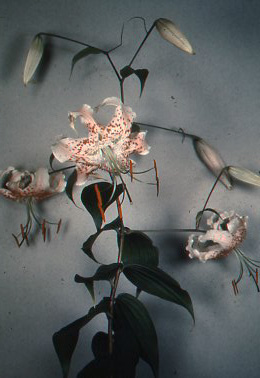 'Lilium speciosum rubrum 'Uchida'