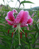 Lilium speciosum 'Uchida'
