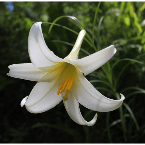 'Lilium wallichianum'