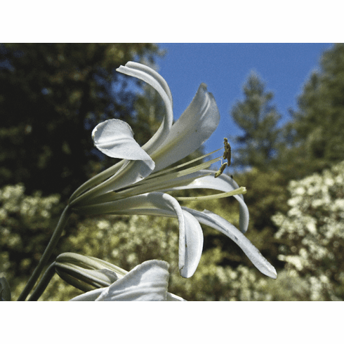 'Lilium washingtonianum var. minor' (Shasta Lily)