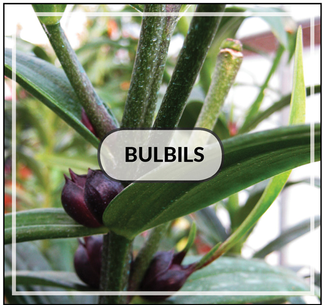 Lily Stem Bulbils