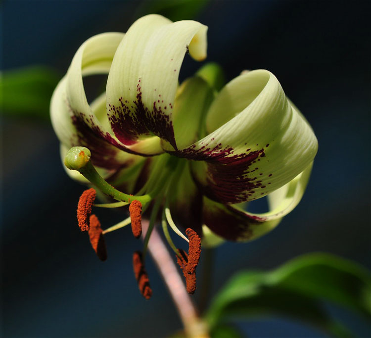 'Lilium primulinum var. burmanicum'