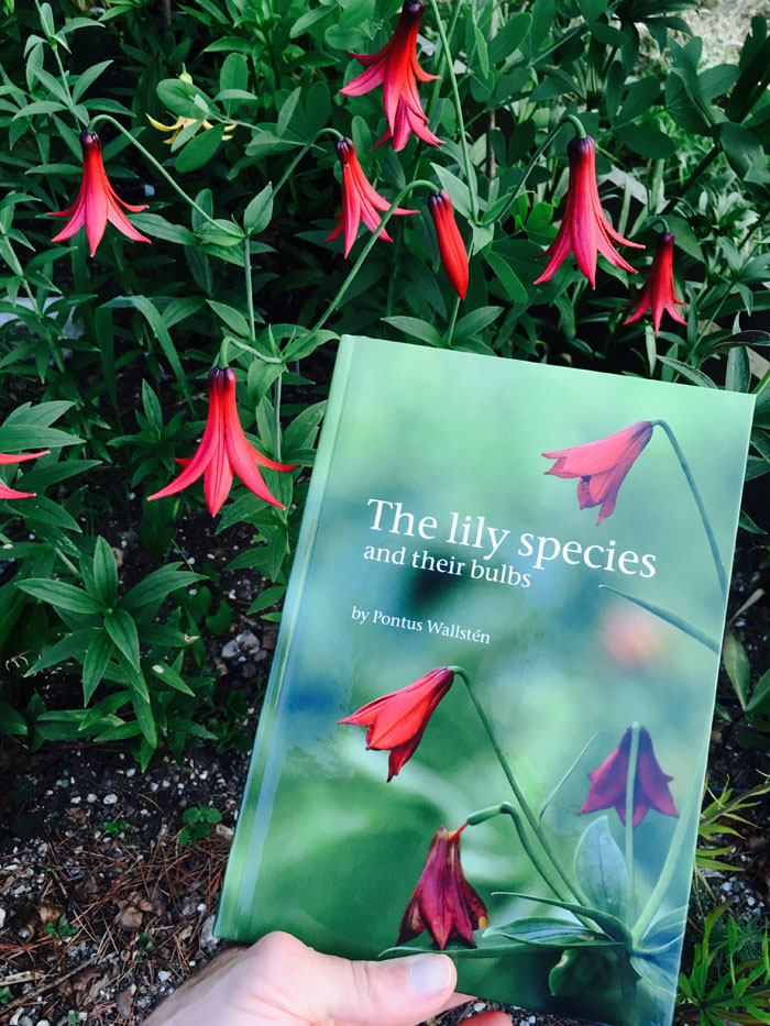 Lily Species Book