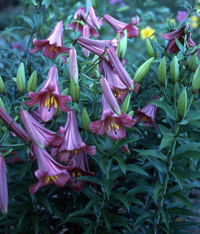 Midnight' (Clone & Strain)