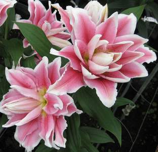 'Pandora' - Oriental Hybrid Lily Bulb