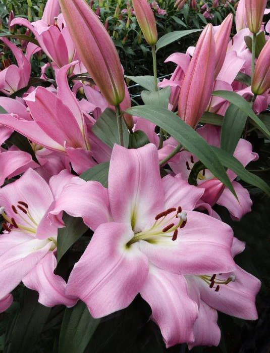 Pink Flirt