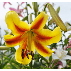 Mak Hybrid Lilies Spr 2024