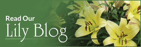 Photo Gallery of Wild Lilies