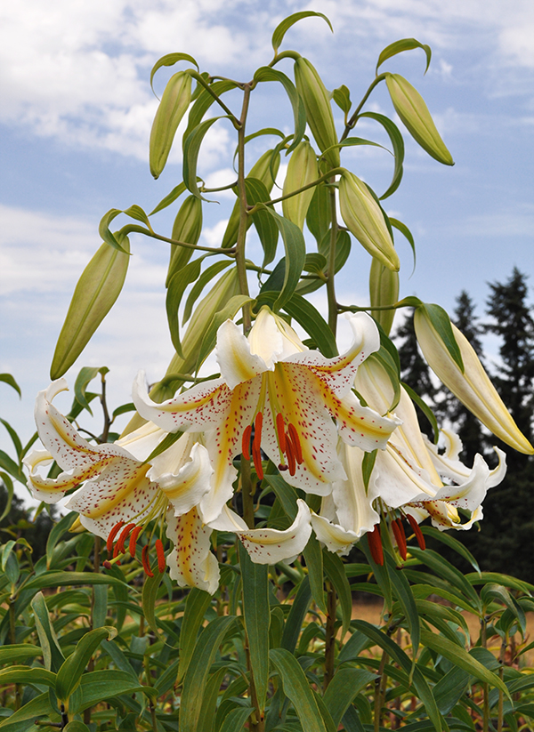 Samson - J. Mak Oriental Hybrid™