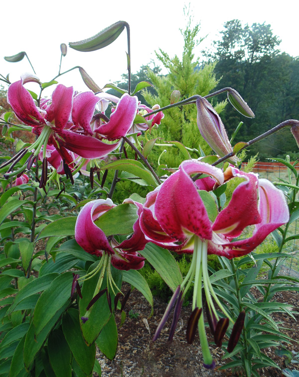'Scarlet Delight' - Orienpet Lily