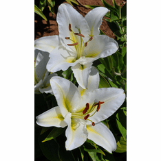 Mak Hybrid Lilies Spr 2024