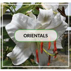 Lily bulbs from B&D Lilies® - Orienpet lily, Oriental lily, Asiatic and ...