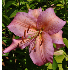 Mak Hybrid Lilies Spr 2024
