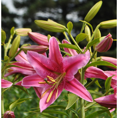 Sweet Memories - J. Mak Oriental Hybrid™