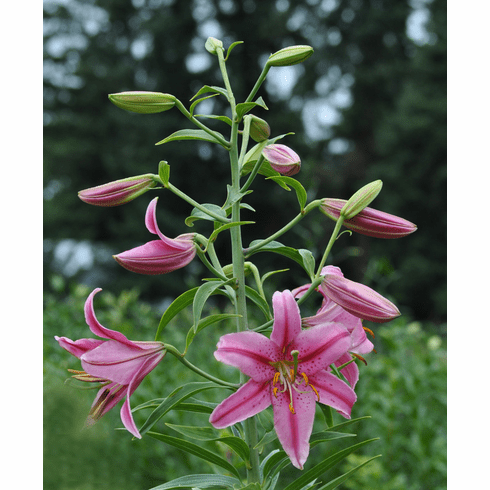 Sweet Memories - J. Mak Oriental Hybrid™