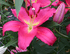 'Tarrango' (Oriental Hybrid Lily)