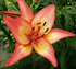 Trogon' - Asiatic Hybrid Lily Bulb