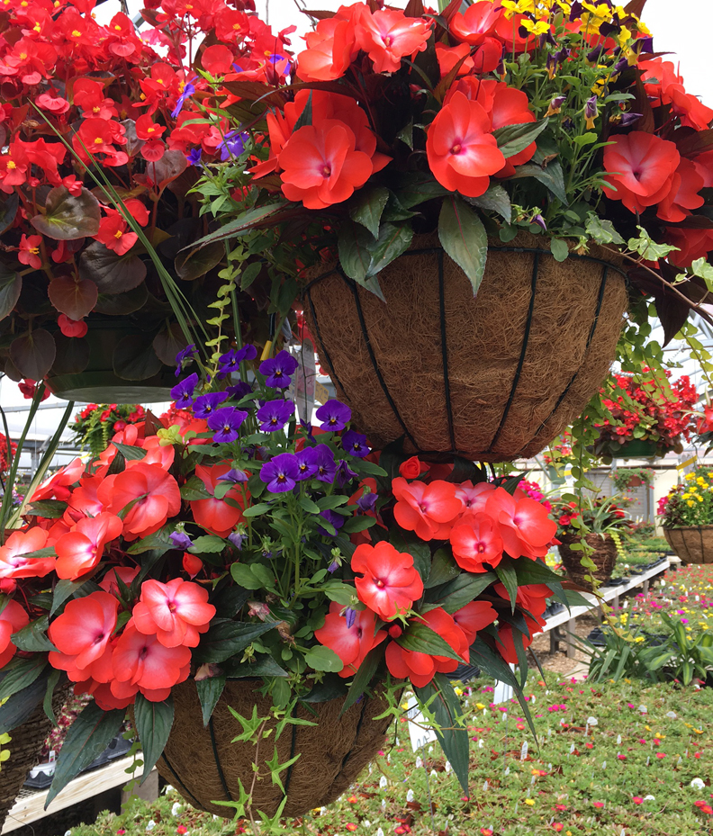 COCO BASKET - PRO GROW - THE BEST ON THE MARKET