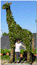 Giraffe Topiary