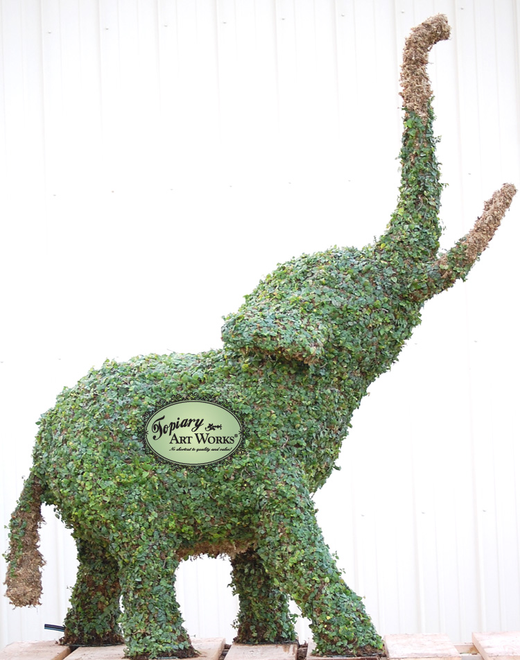 Topiary Elephant Planted With Ficus Repens - Any Size
