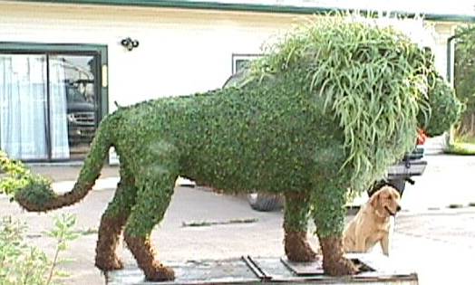 Topiary Lion