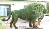 Topiary Lion