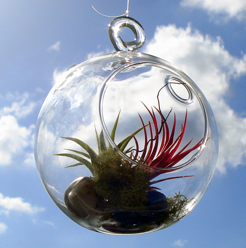5 Step Guide: Air Plant Decorating