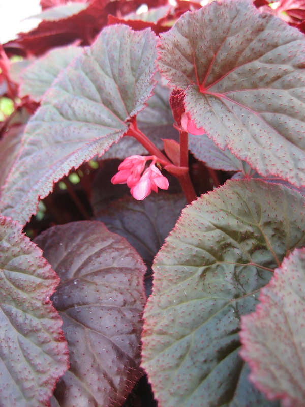 begonia Baby Grand