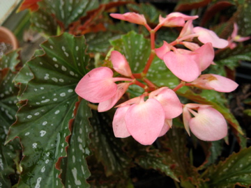 begonia Barbara Rose