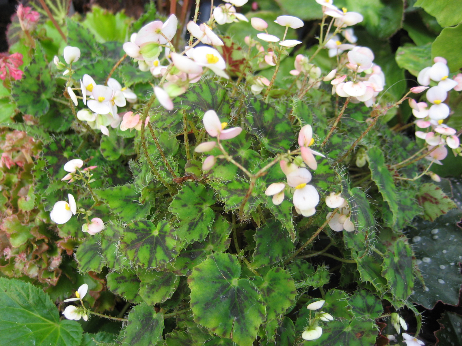 begonia bowerae nigramarga