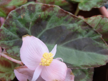 begonia burkillii