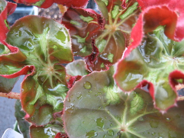 begonia 'Cathedral'