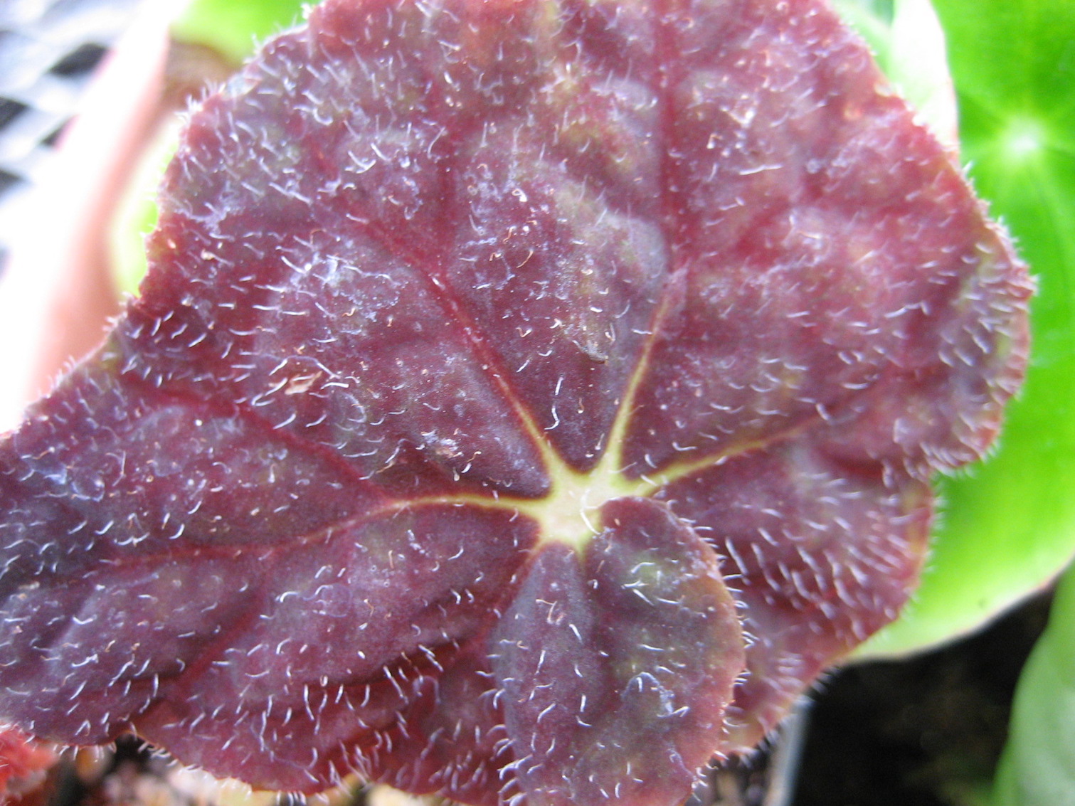 begonia Deco Raspberry