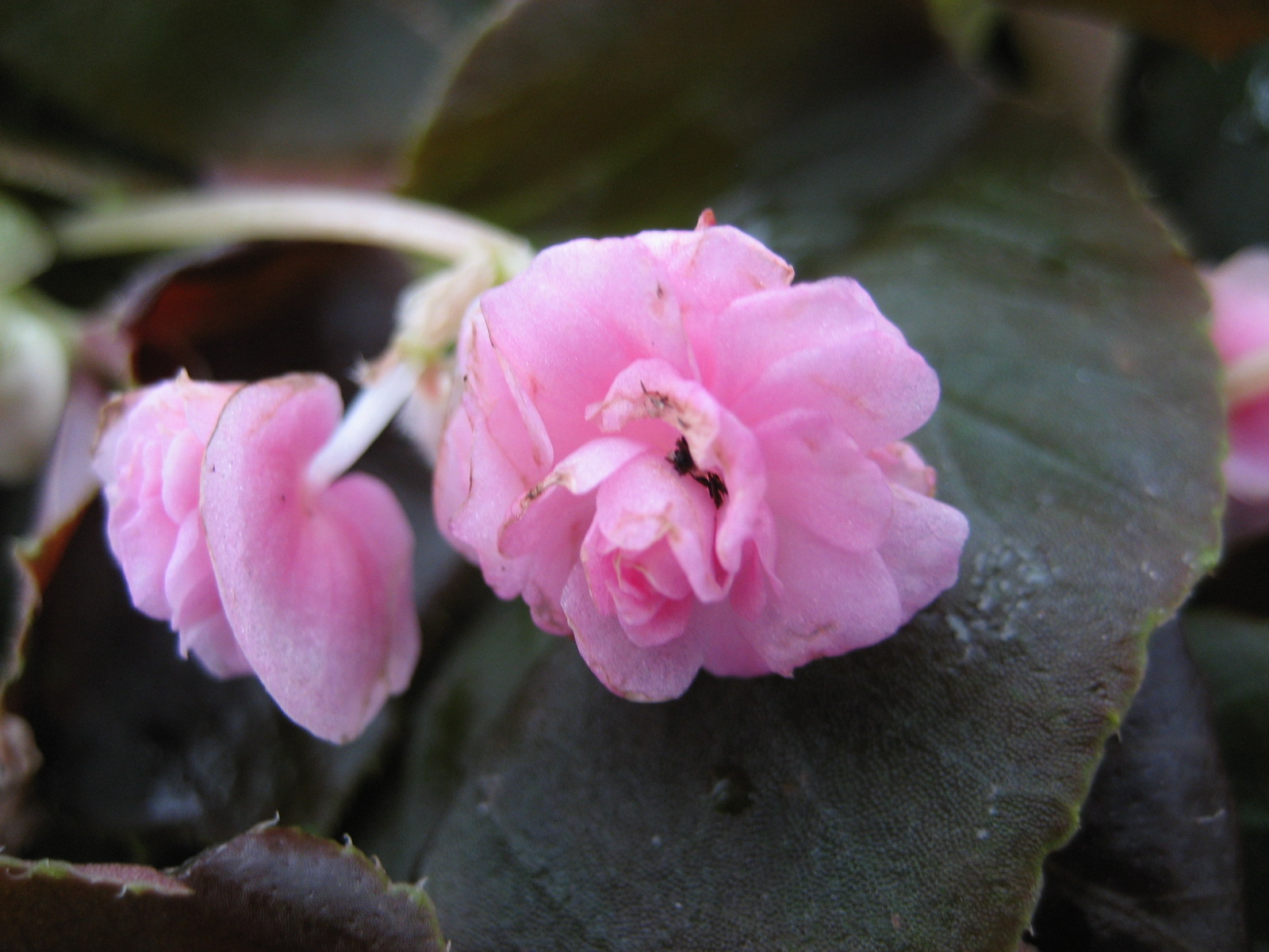 begonia Doublet Pink
