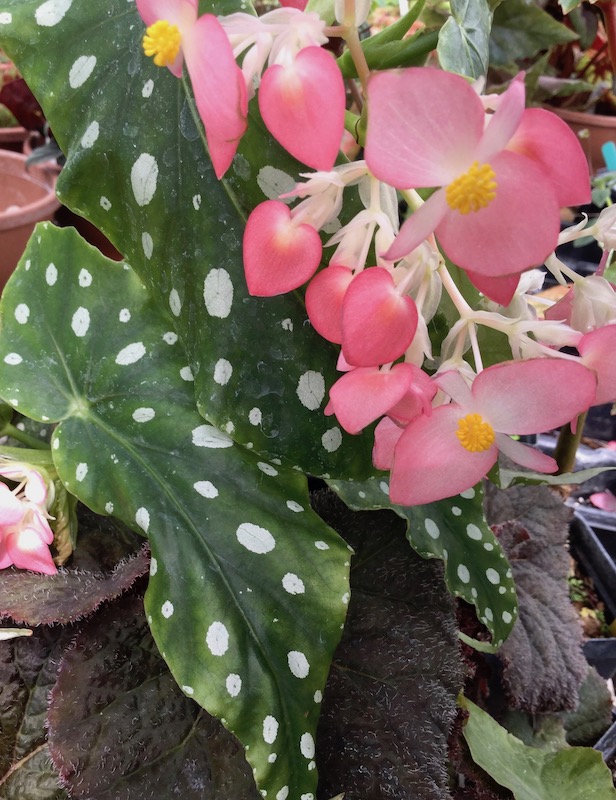 begonia Flamingo Queen