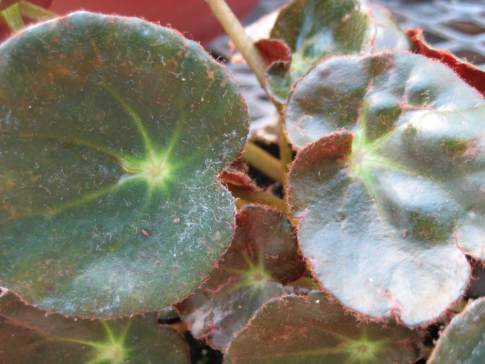 begonia Gobe